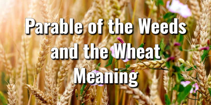 The Parable Of The Weeds And The Wheat Meaning Bible VersesLord s Library The Parable Of The Weeds And The Wheat Meaning Bible VersesLord s Library